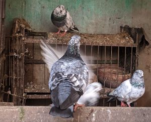 Pigeon Green Poop: Symptoms, Causes, Home Treatment Options