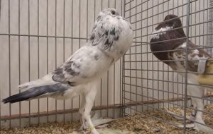 English Pouter Pigeon: Origin, Appearance, Behavior, Care, And More