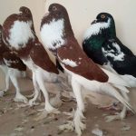 English Pouter Pigeon: Origin, Appearance, Behavior, Care, And More