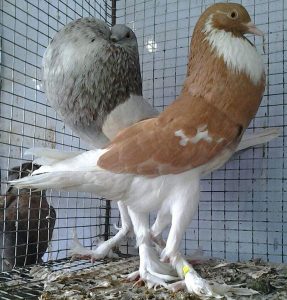 English Pouter Pigeon: Origin, Appearance, Behavior, Care, And More