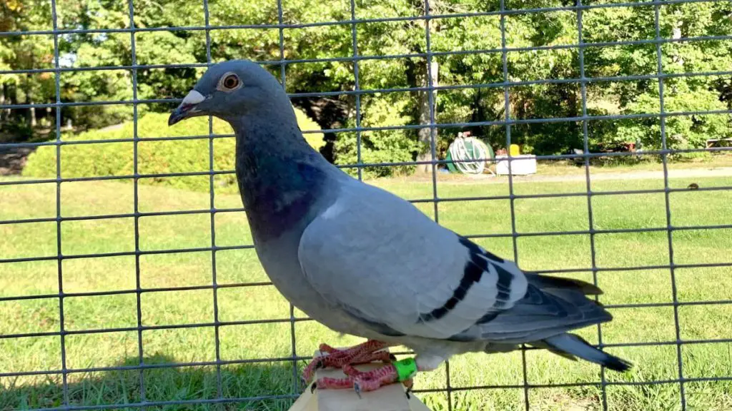 The Fascinating World of Pigeon Genetics and Color Variations