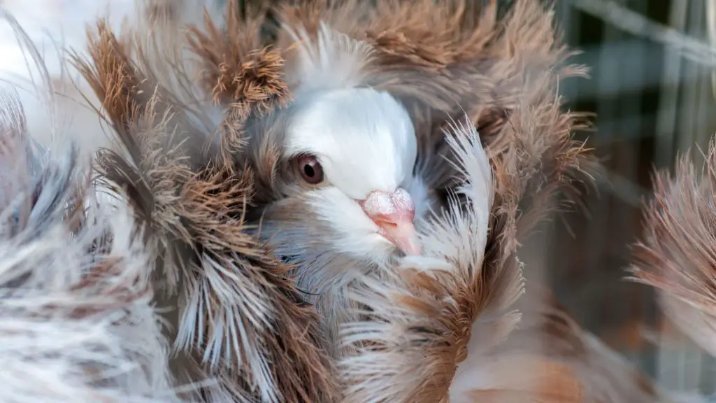 Jacobin Pigeon: Origin, Physical Traits, Uses, Care, And More