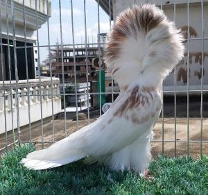 Jacobin Pigeon: Origin, Physical Traits, Uses, Care, And More