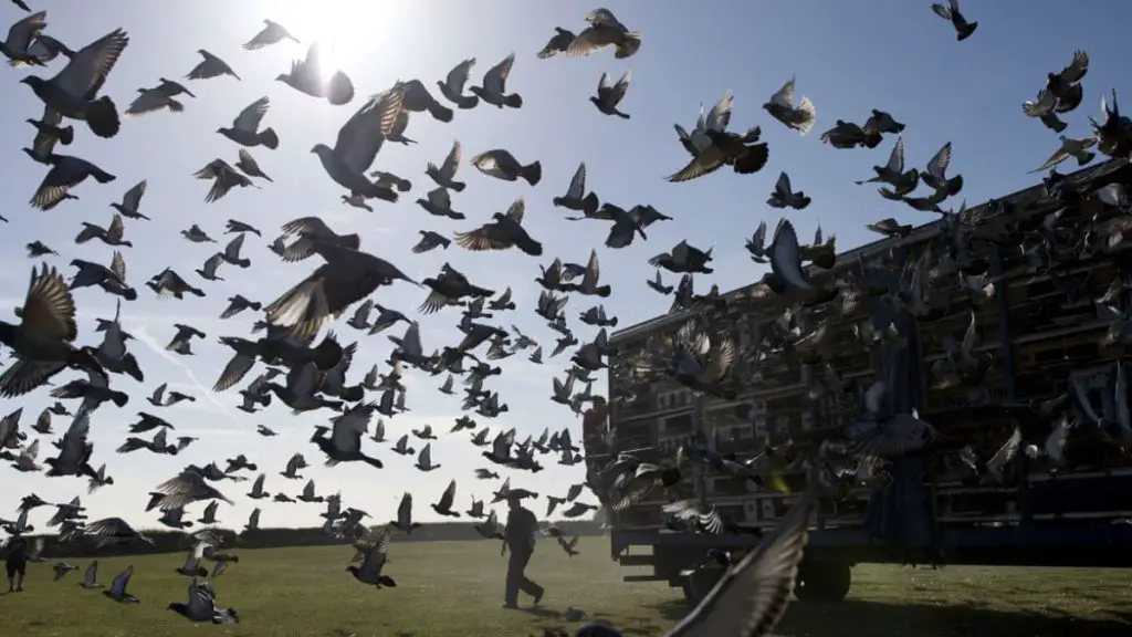 Why Do Pigeons Coo In the Morning, At Night, Constantly?