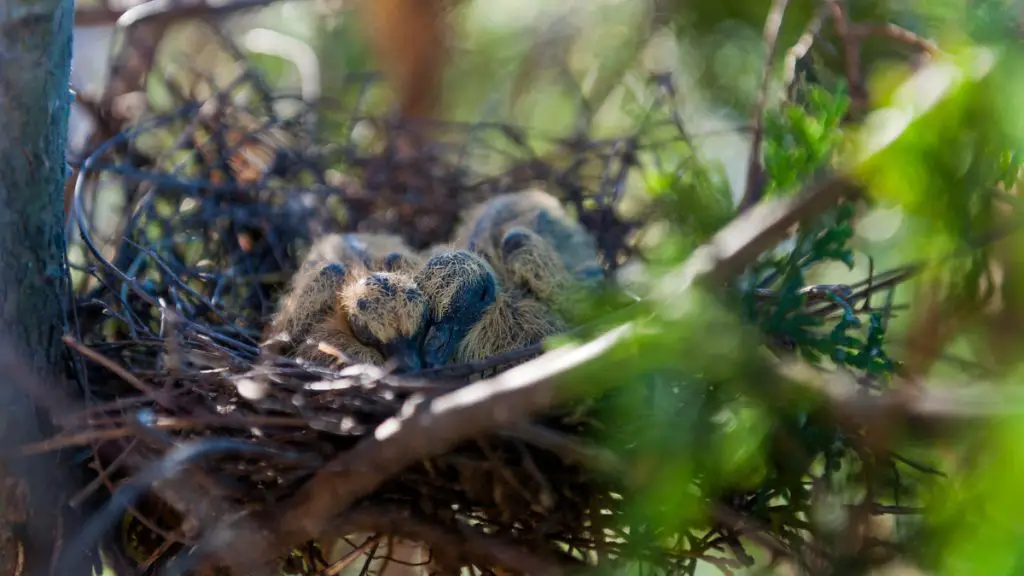 Pigeon Vision: Exploring the Remarkable Visual System