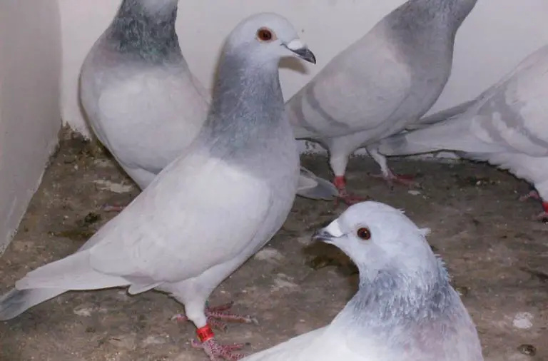 6 Racing Pigeon Breeds and Types - A Complete List
