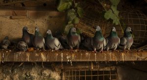 Clean Pigeon Poop: A Step-by-Step Guide